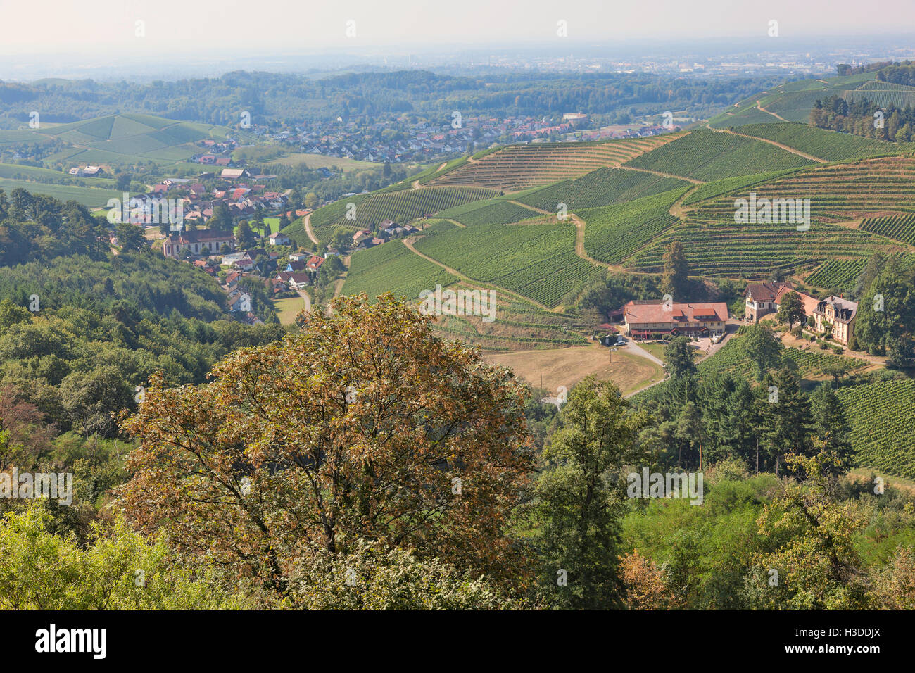 Vineyards,Apple orchards near Markgraf von Baden Schloss,Castle in ...