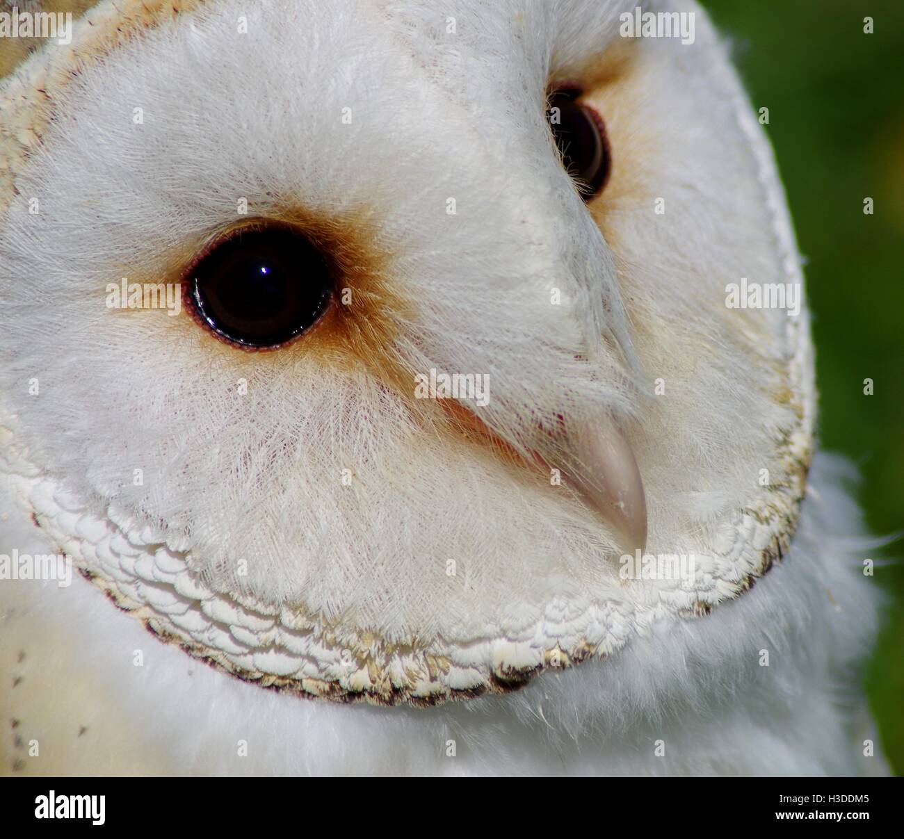 Minahassa Barn Owl