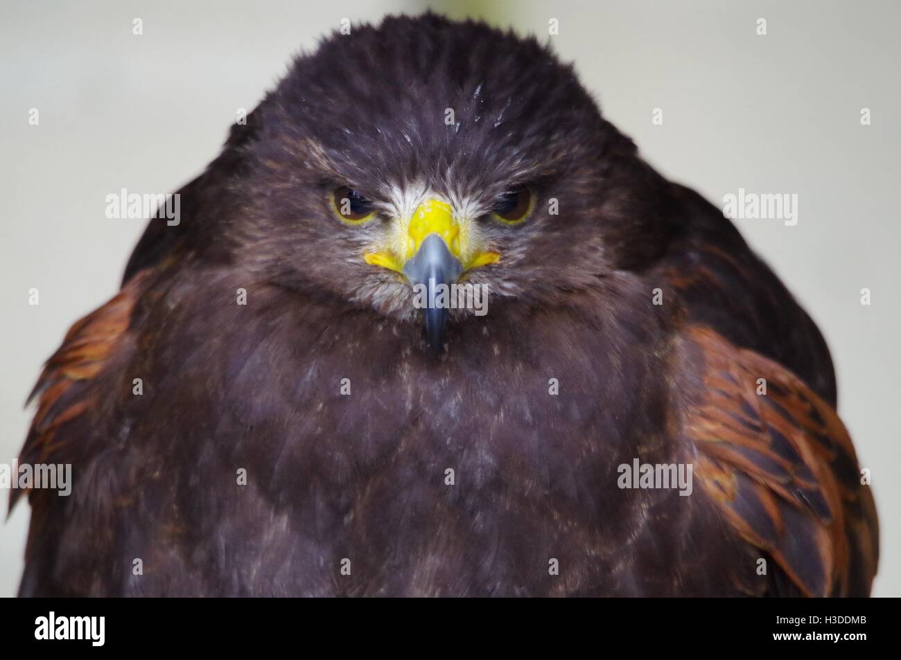 angry Harris hawk Stock Photo - Alamy