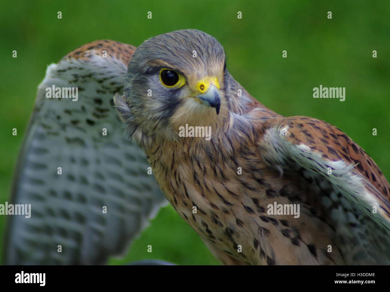 stunning young kestrel at a wildlife park putting on a display Stock ...