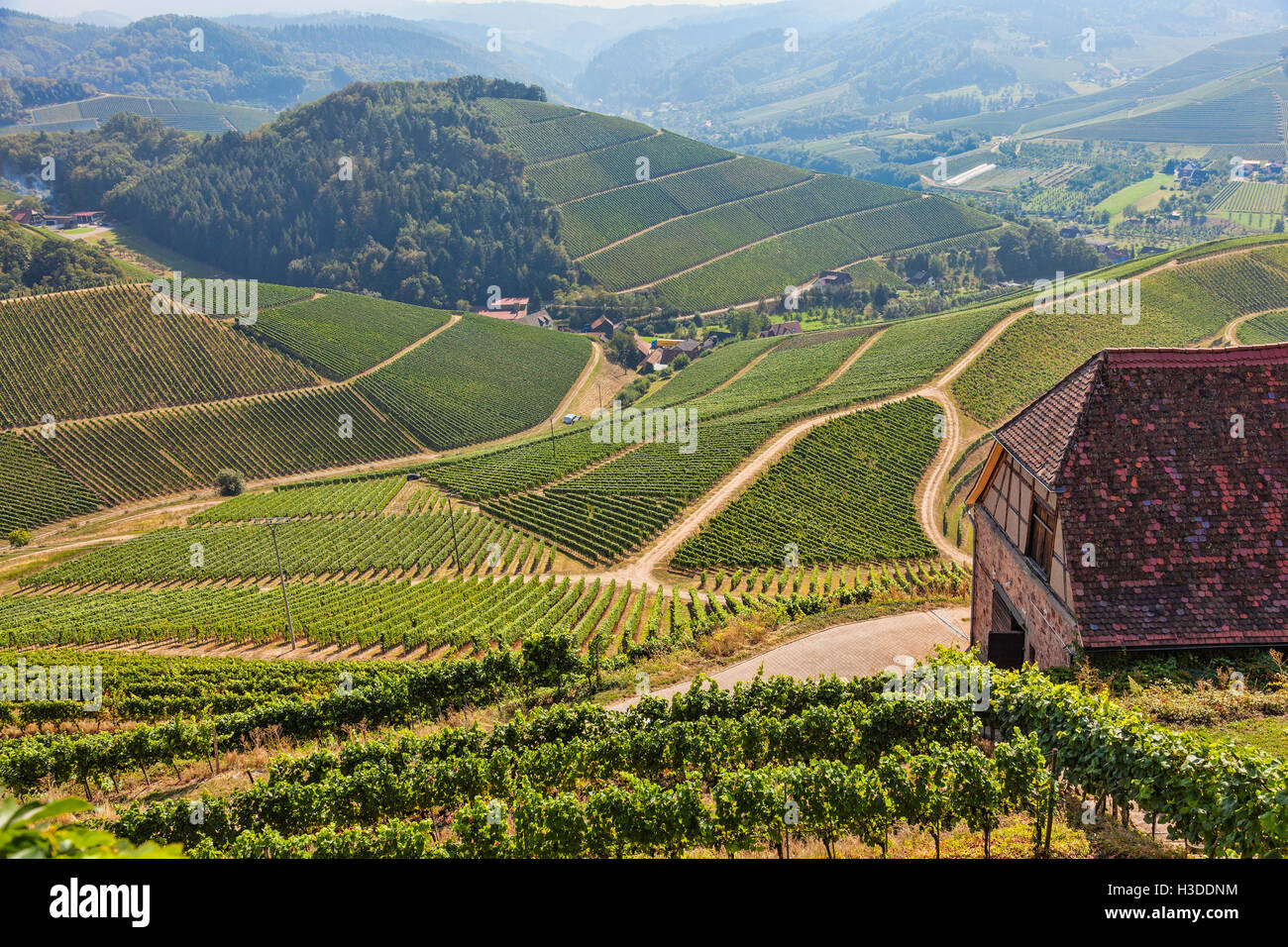 Vineyards,Apple orchards near Markgraf von Baden Schloss,Castle in ...