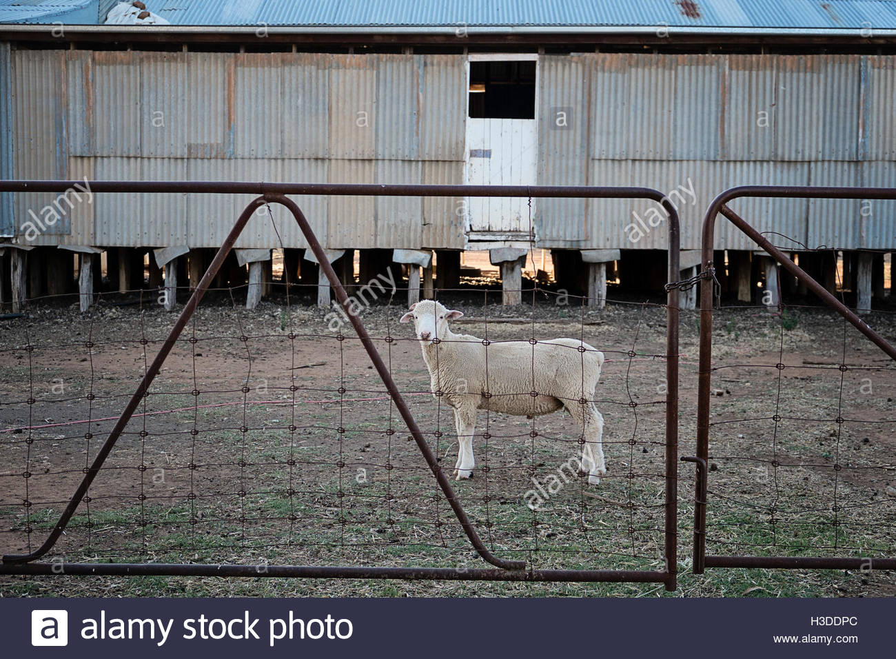 Sheep Shearing Shed Australia Stock Photos & Sheep Shearing Shed ...