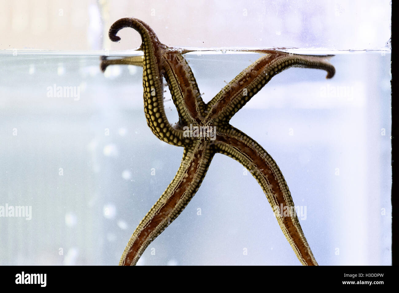Spiked starfish hi-res stock photography and images - Alamy