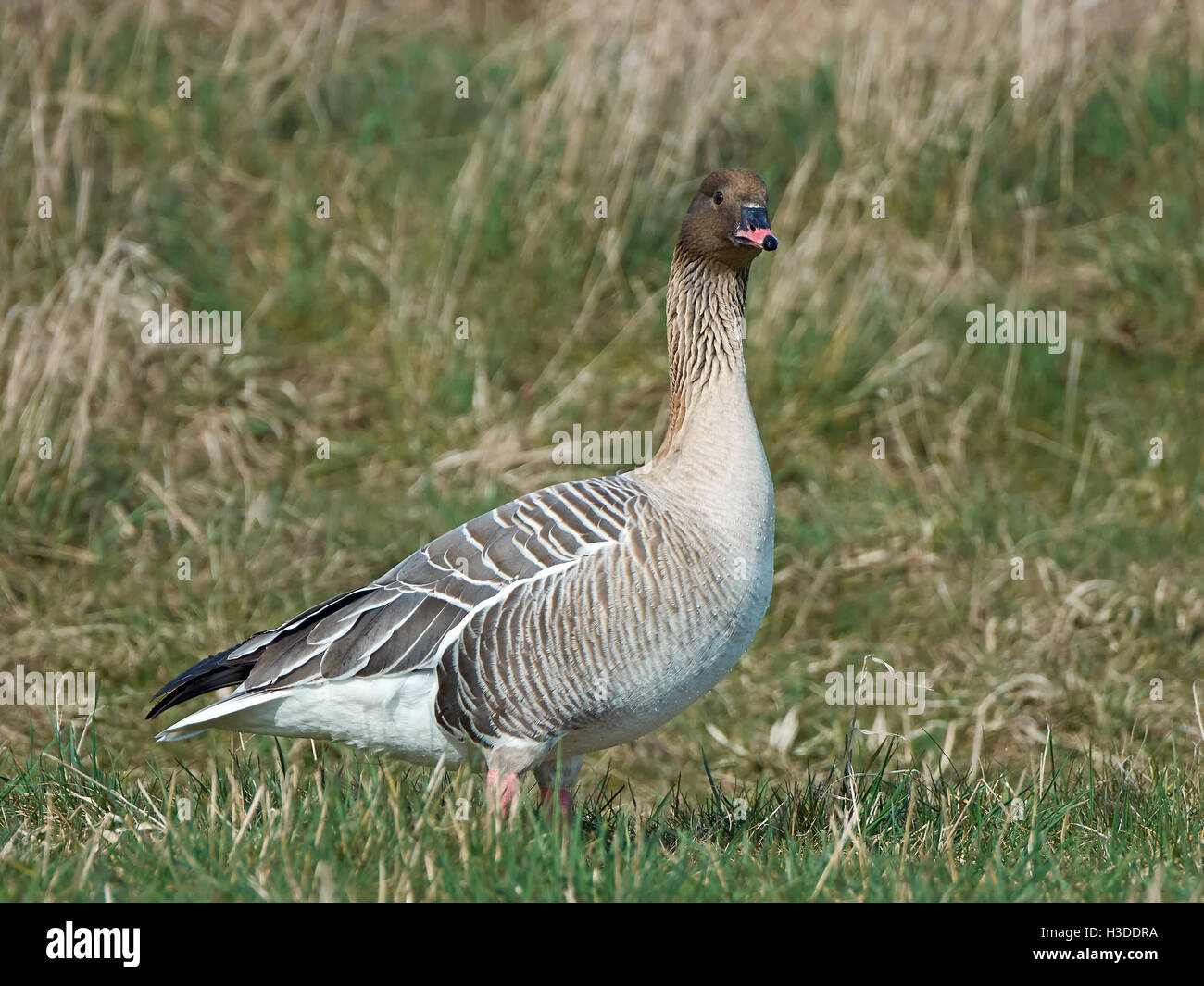 Pink-footed goose standing on the ground in grass Stock Photo - Alamy