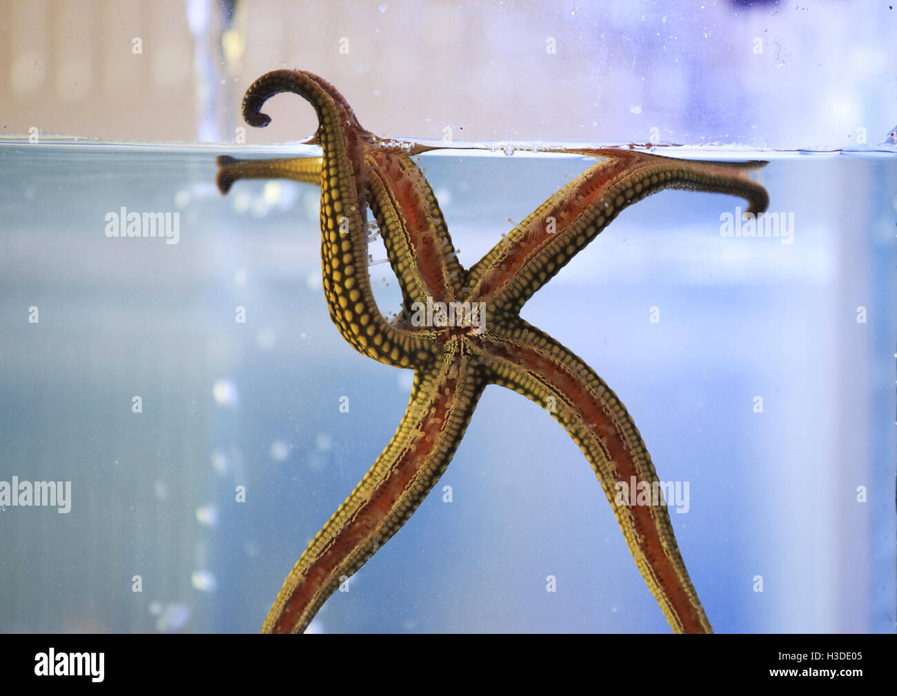 Star fish sea star aquarium hi-res stock photography and images - Alamy