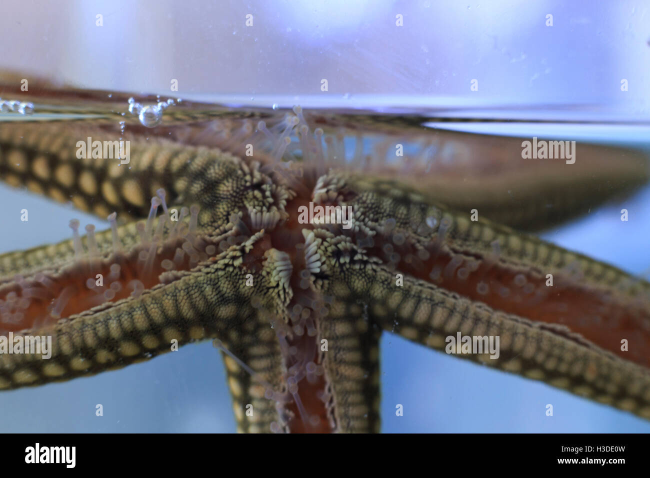 abstract starfish detail Stock Photo - Alamy