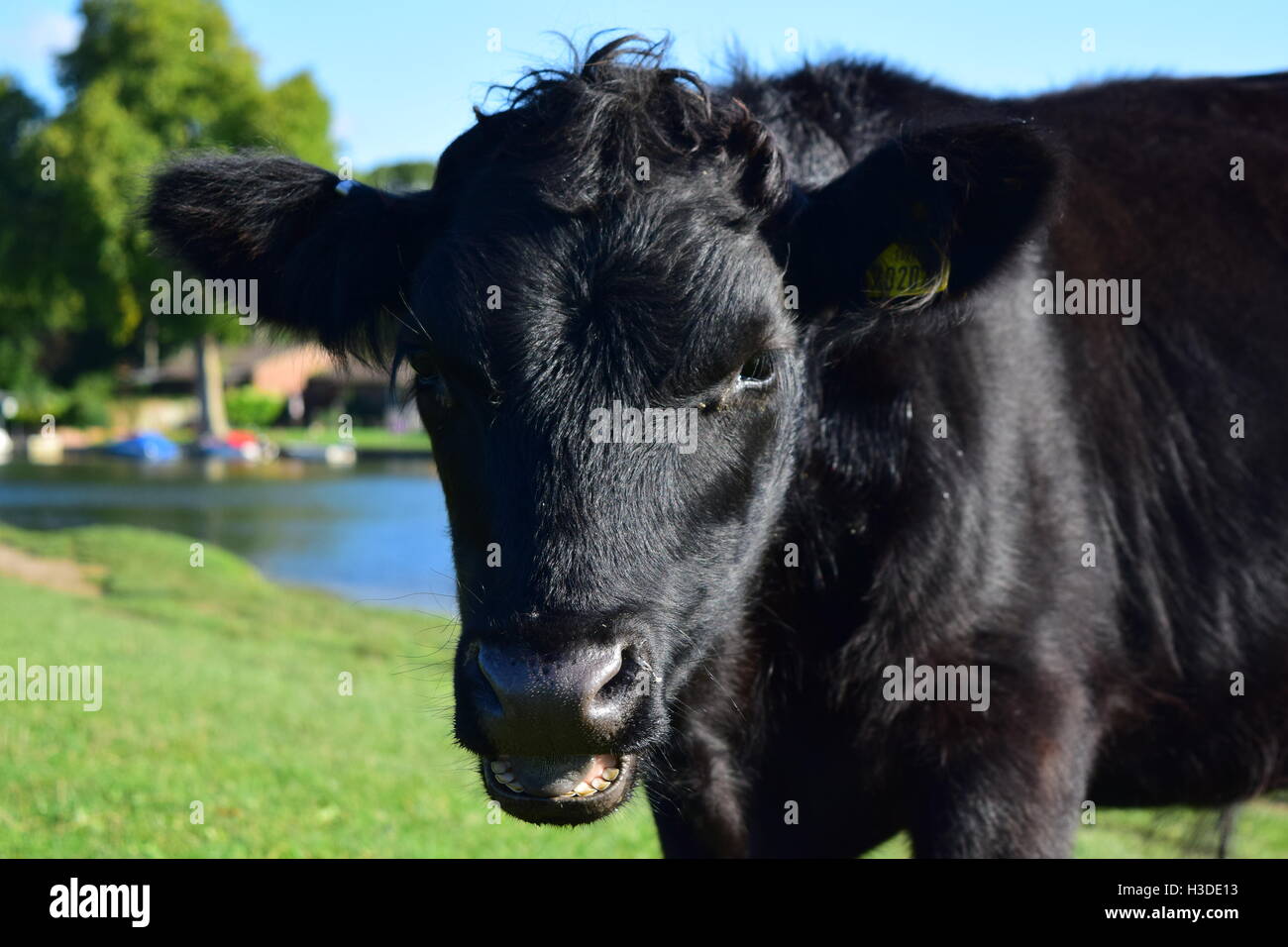 Laughing cow hi-res stock photography and images - Alamy