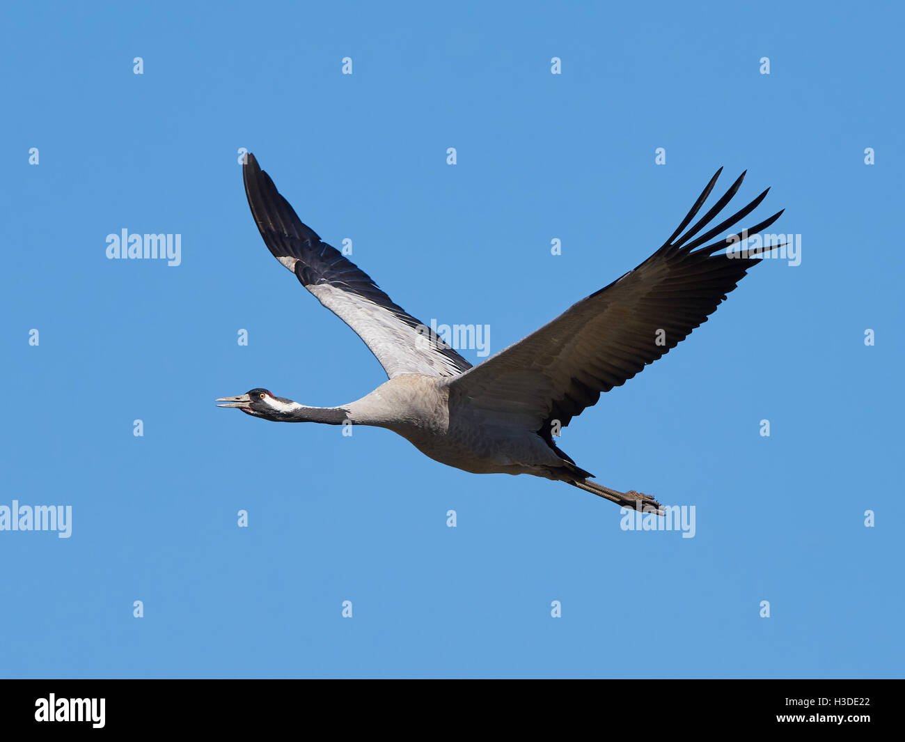 Blue crane bird hi-res stock photography and images - Alamy
