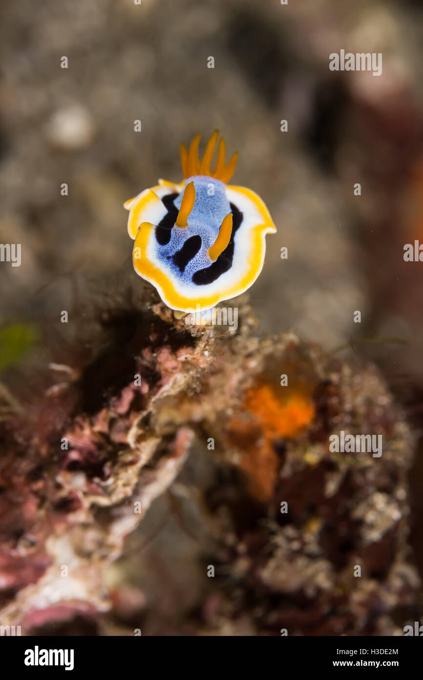 Underwater picture of Chromodoris annae Nudibranch Sea Slug Stock Photo ...
