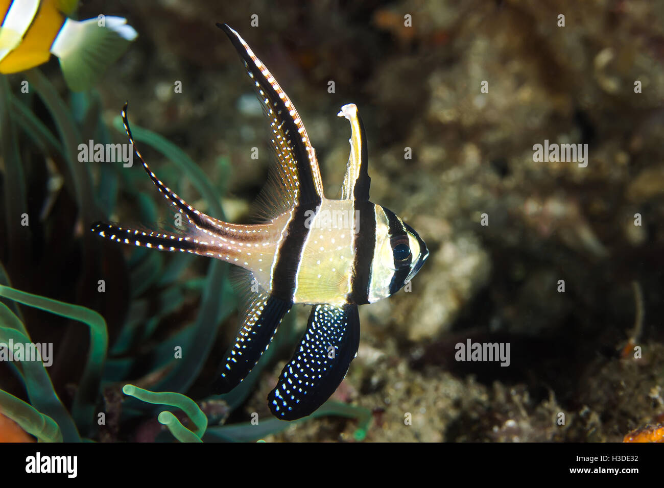 Underwater picture of Banggai Cardinal Fish Stock Photo - Alamy