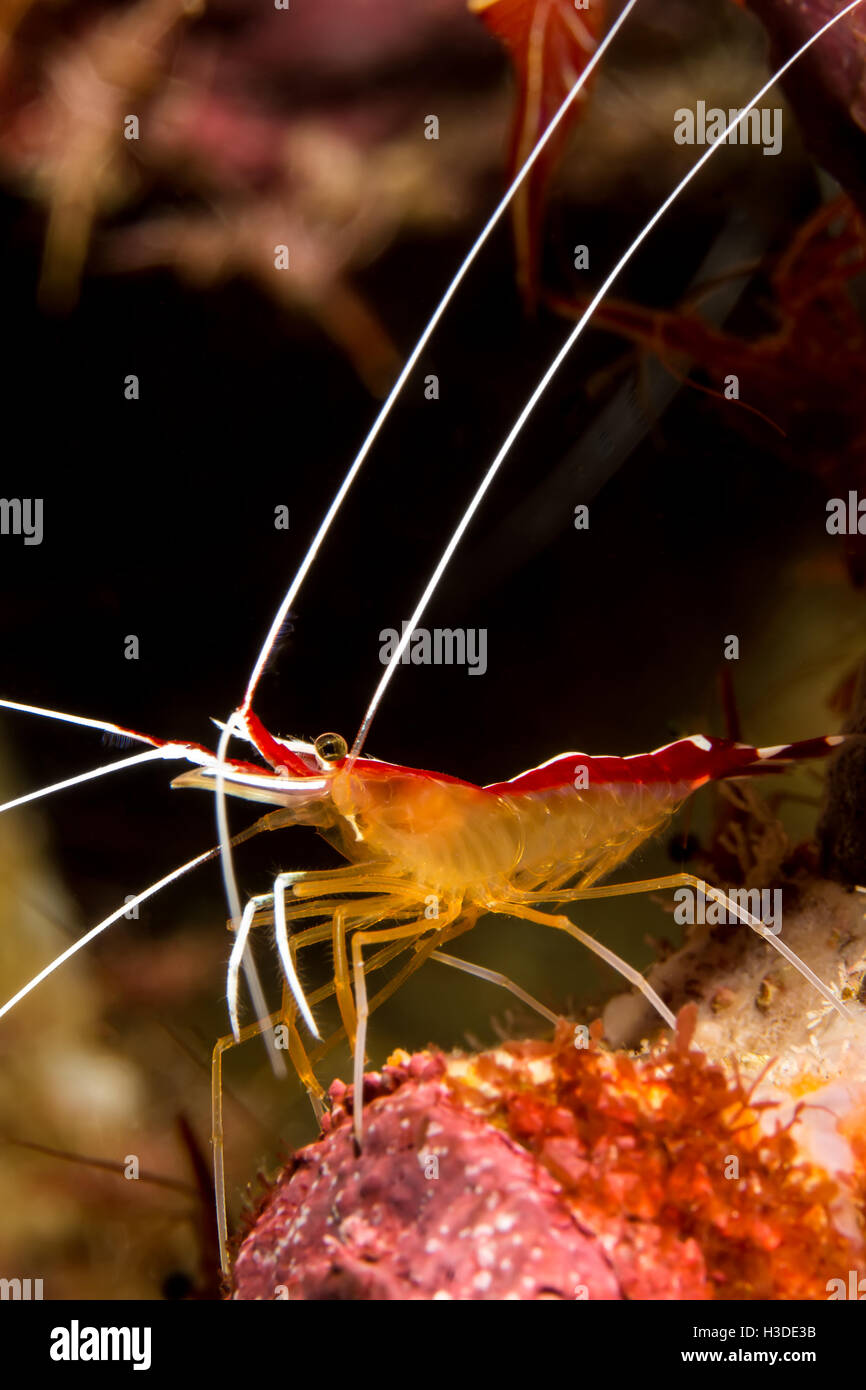 Lysmata amboinensis hi-res stock photography and images - Alamy