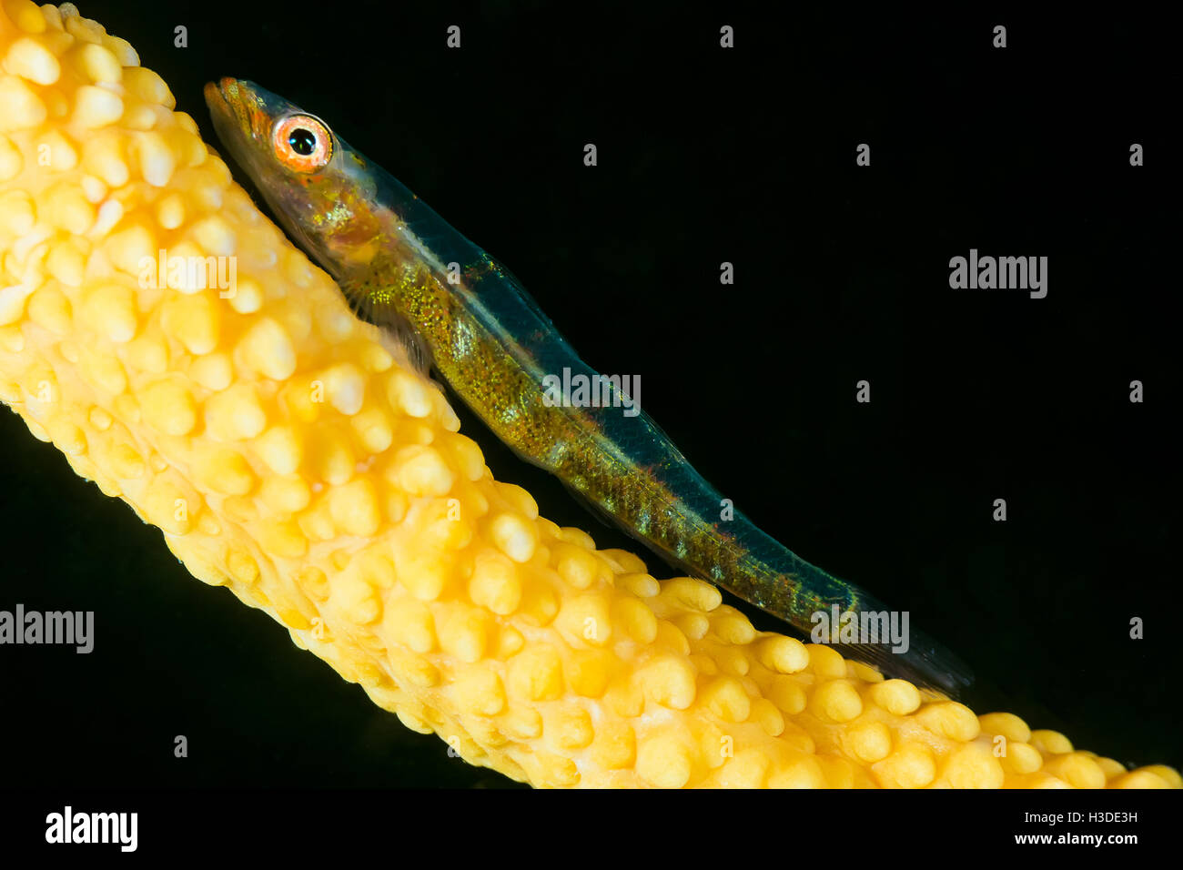 Underwater picture of Whip Goby on Gorgonian Coral Stock Photo - Alamy