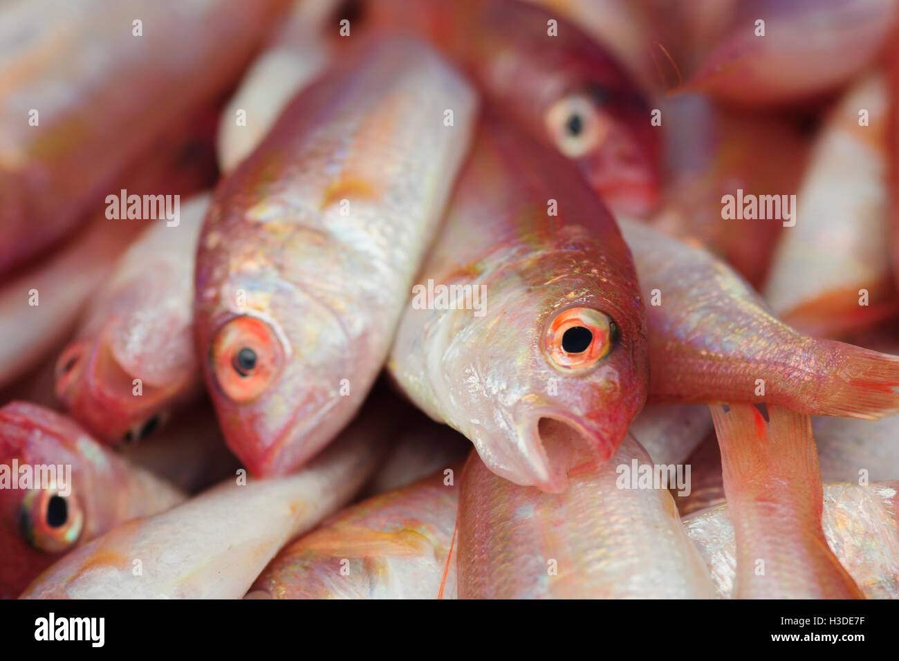 Fresh fish on sale in the market Stock Photo - Alamy