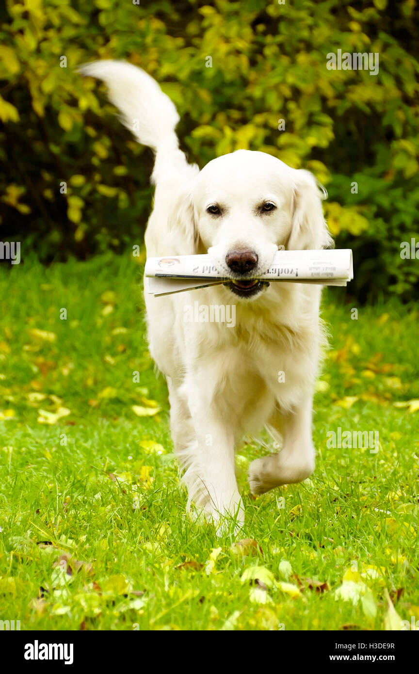 Dog bringing newspaper hi-res stock photography and images - Alamy