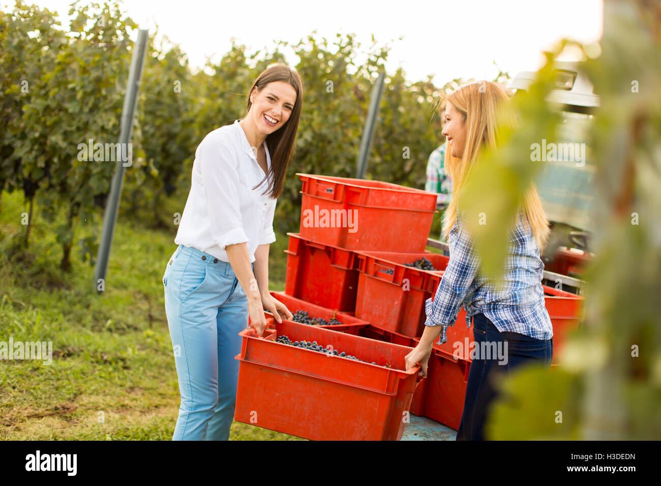 Young people harvesting grapes in the vineyard in autumn Stock Photo ...