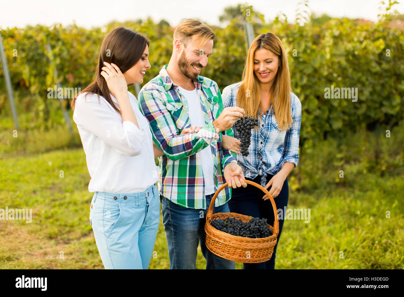Young people in the vineyard after harvest grapes Stock Photo - Alamy