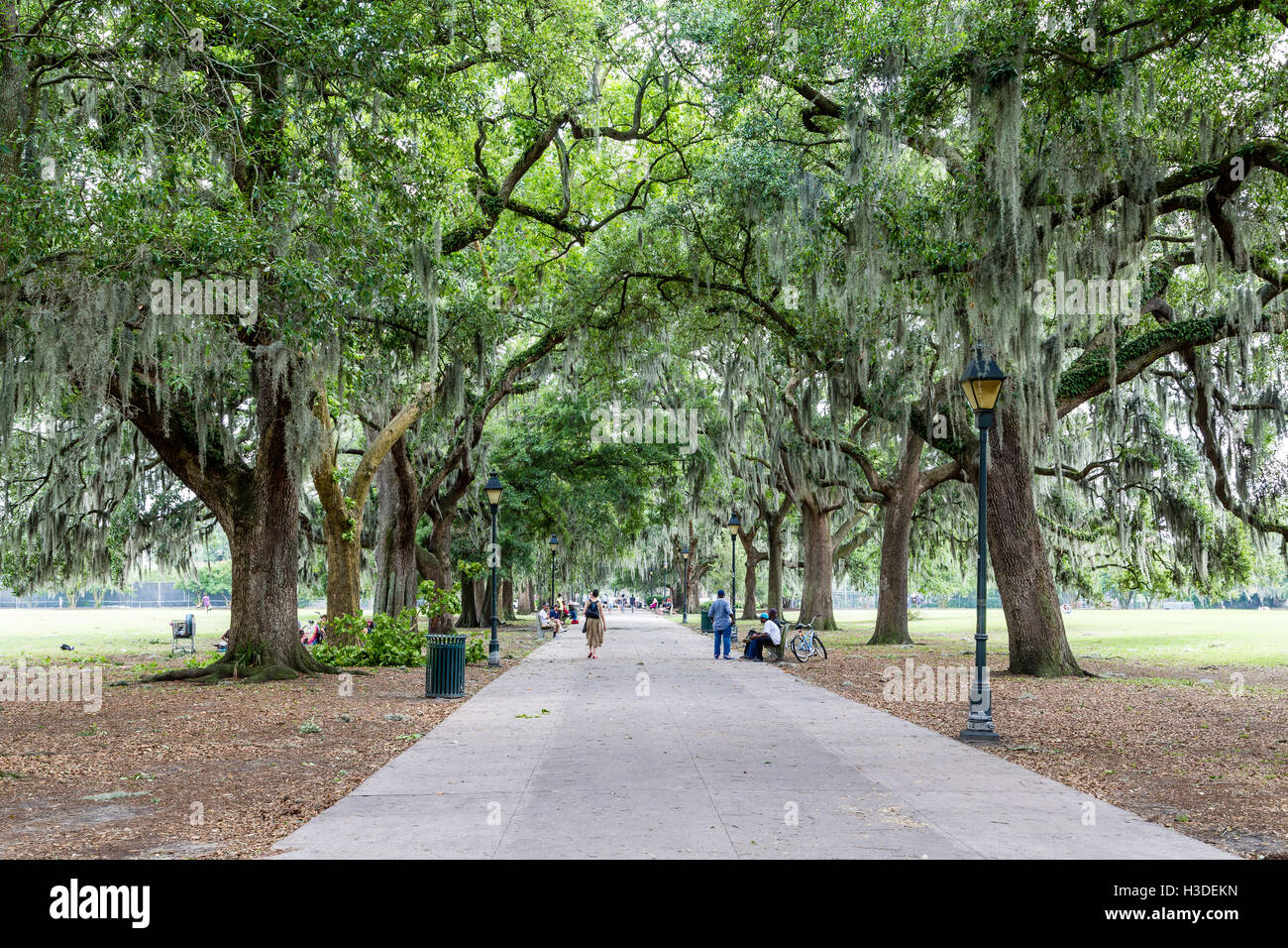 Old oak trees in a park in the southern United States Stock Photo - Alamy