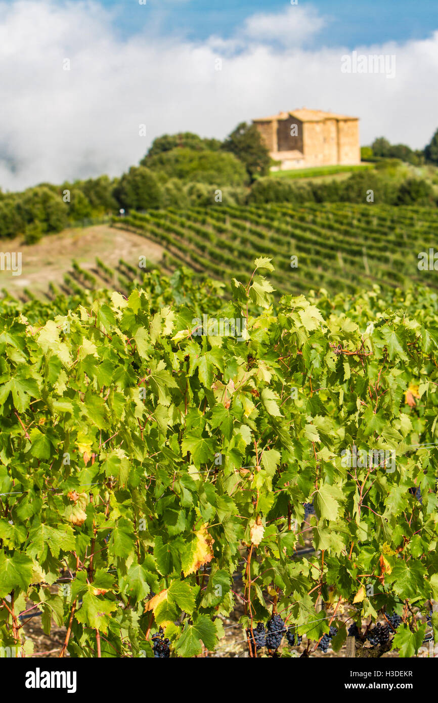 Field vines hi-res stock photography and images - Alamy