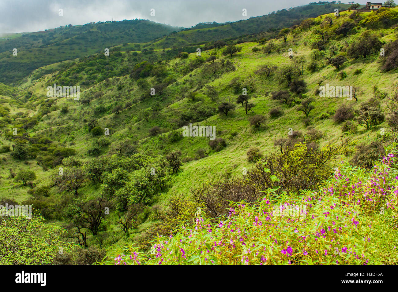 View at green fields in Salalah, Oman during monsoon season Stock Photo ...