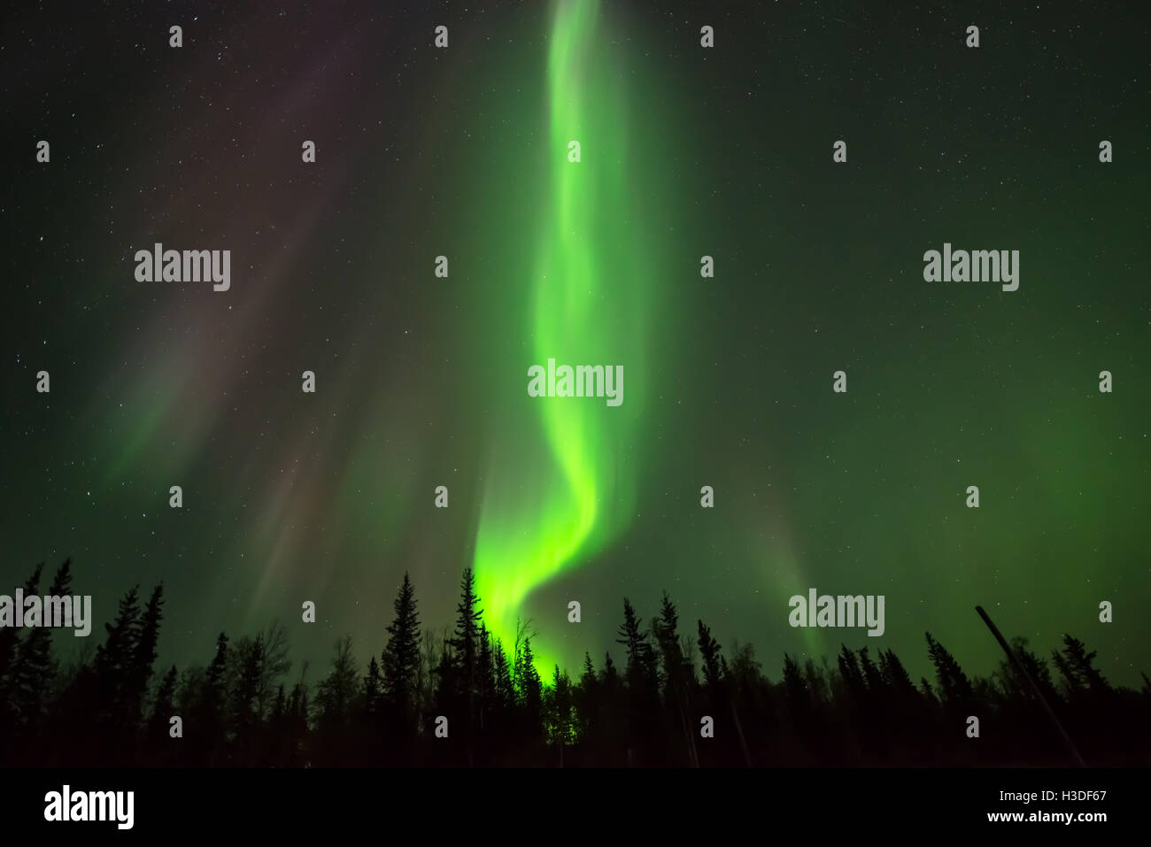 Green Fire - Fire-shape northern lights rising above boreal forest ...