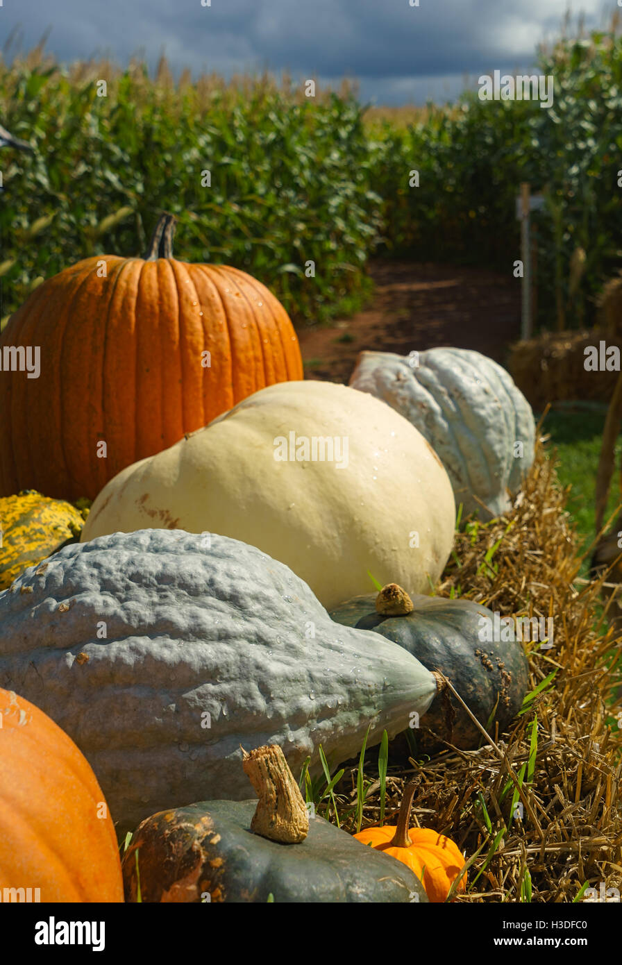Gourds and squash hi-res stock photography and images - Alamy