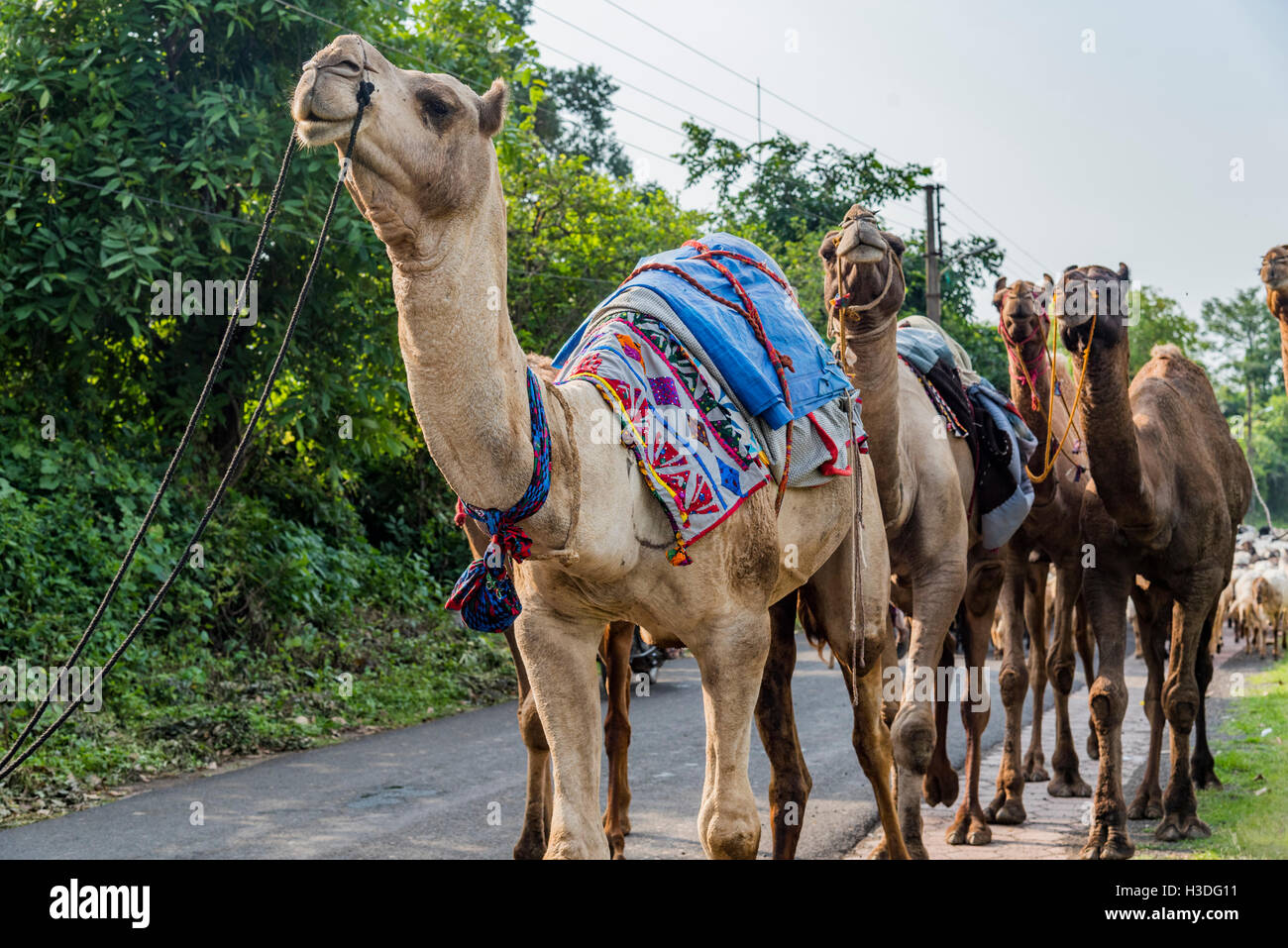 Camels walking on road hi-res stock photography and images - Alamy