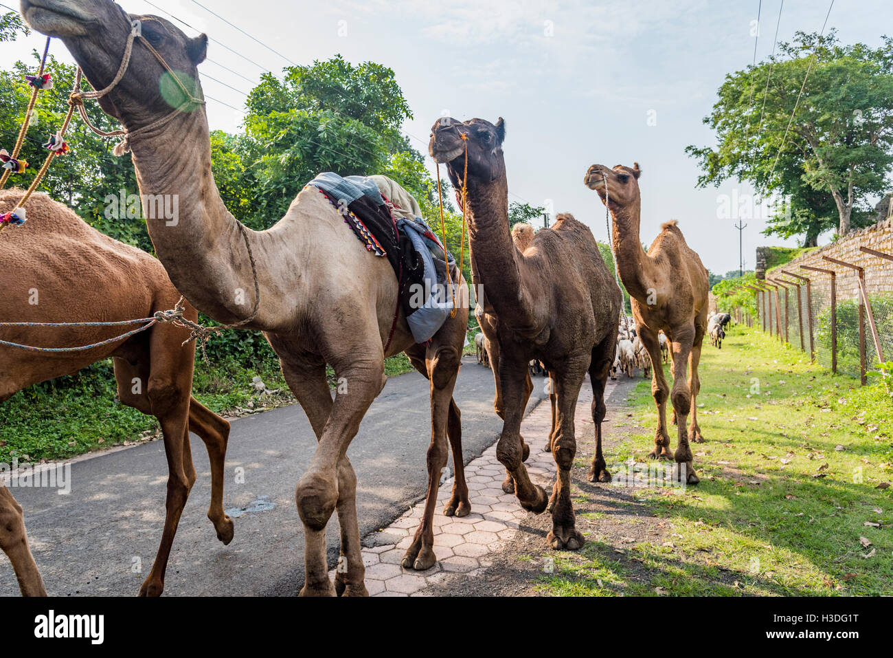 Camels walking on a road Stock Photo - Alamy