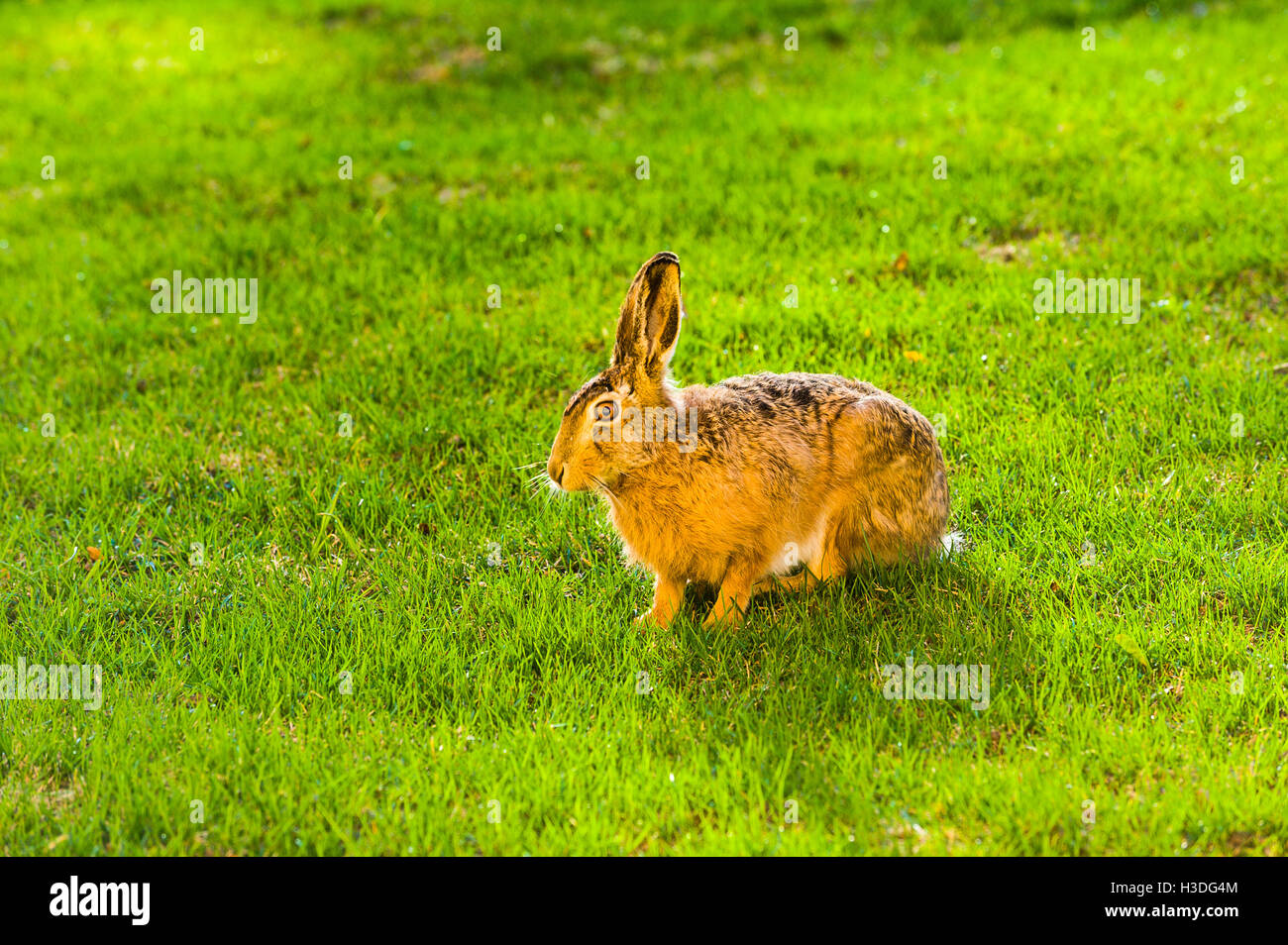 Hares crops hi-res stock photography and images - Alamy