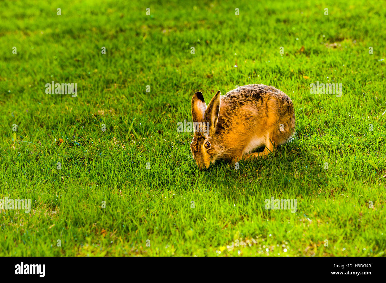 Eastern european flora hi-res stock photography and images - Alamy