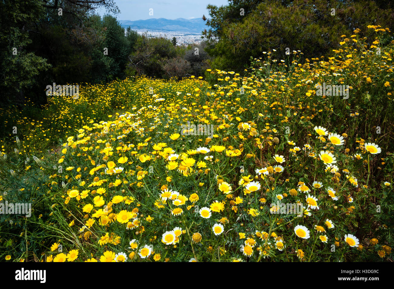 Greece, Athens. Yellow flowers below the Acropolis Stock Photo - Alamy