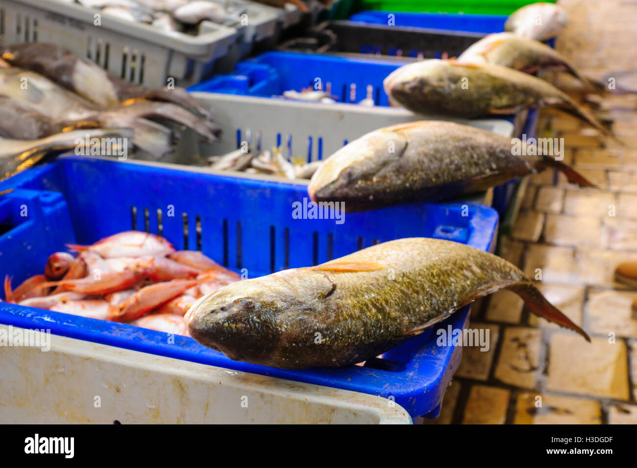 Various fish on sale in the market of the old city, in Acre, Israel ...