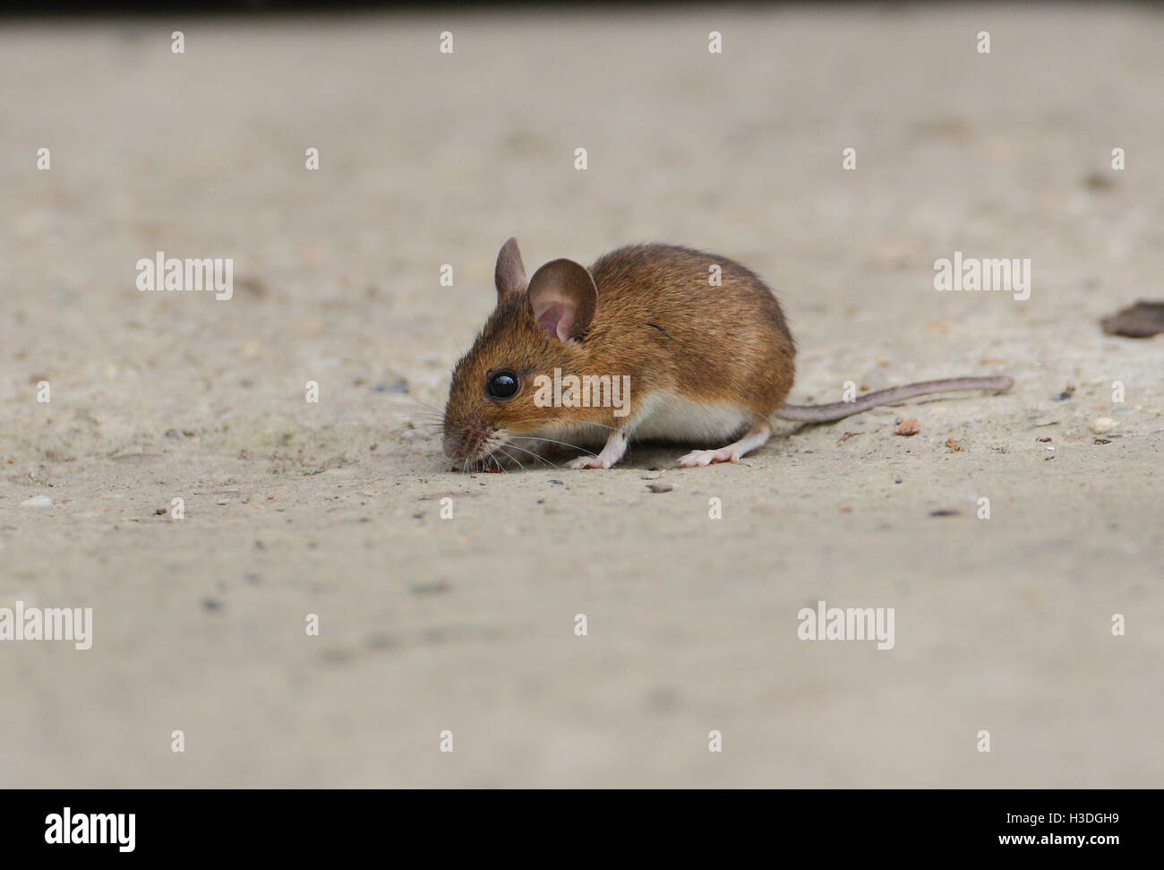 Yellow Necked Mouse High Resolution Stock Photography and Images - Alamy
