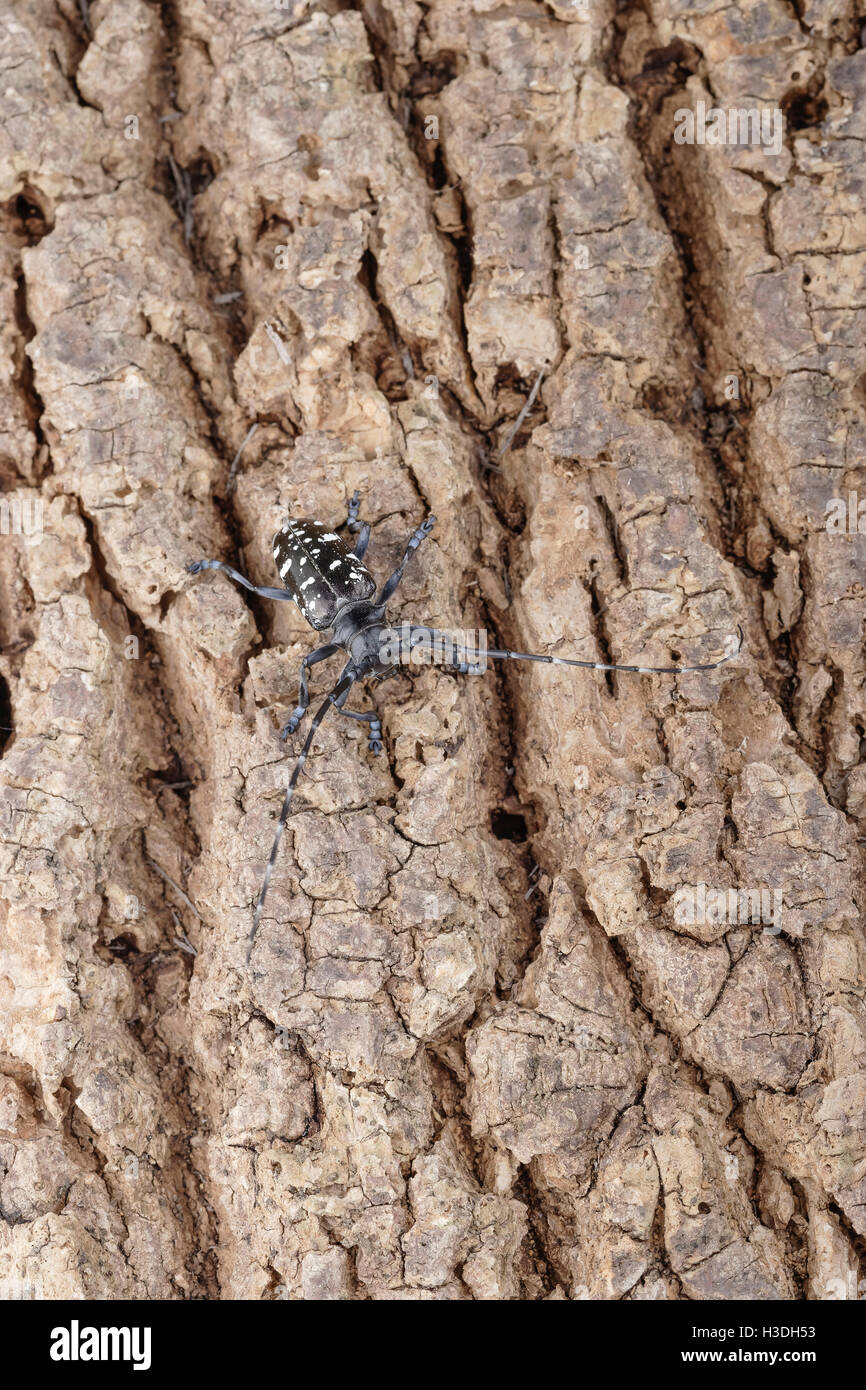 Asian Longhorned Beetle (Anoplophora glabripennis) aka Asian Cerambycid ...