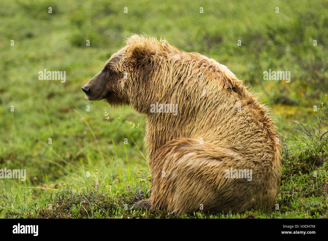 A large brown bear sitting in the rain, taken in Denali National Park ...