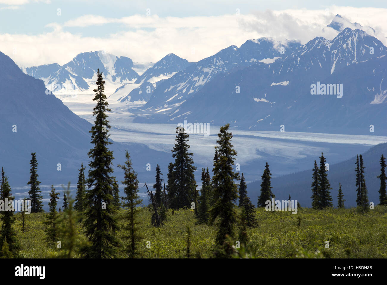 A large Icefield and glacier over a bunch of pine trees, taken in ...