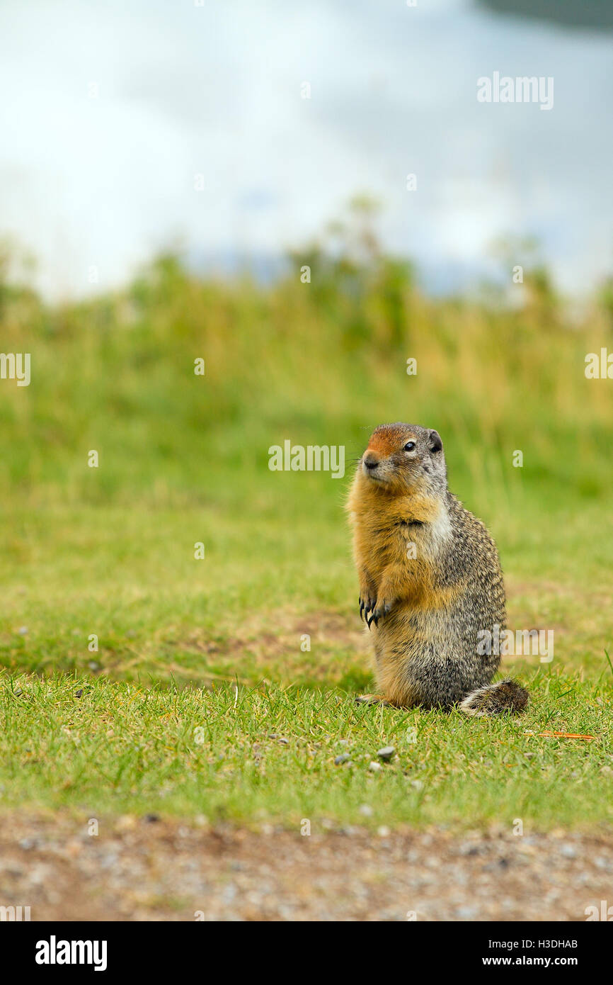 Two jacks lake hi-res stock photography and images - Alamy