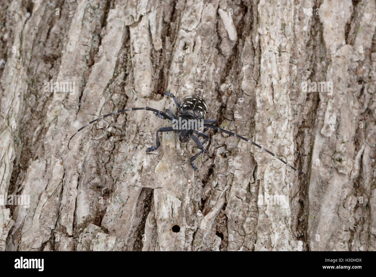 Asian Long-horned Beetle (Anoplophora glabripennis) aka Asian ...