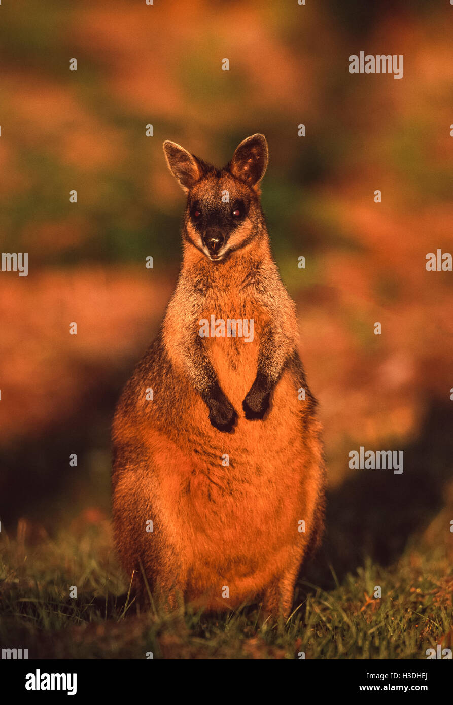 Swamp Wallaby, (Wallabia bicolor), stands in early morning sunlight ...