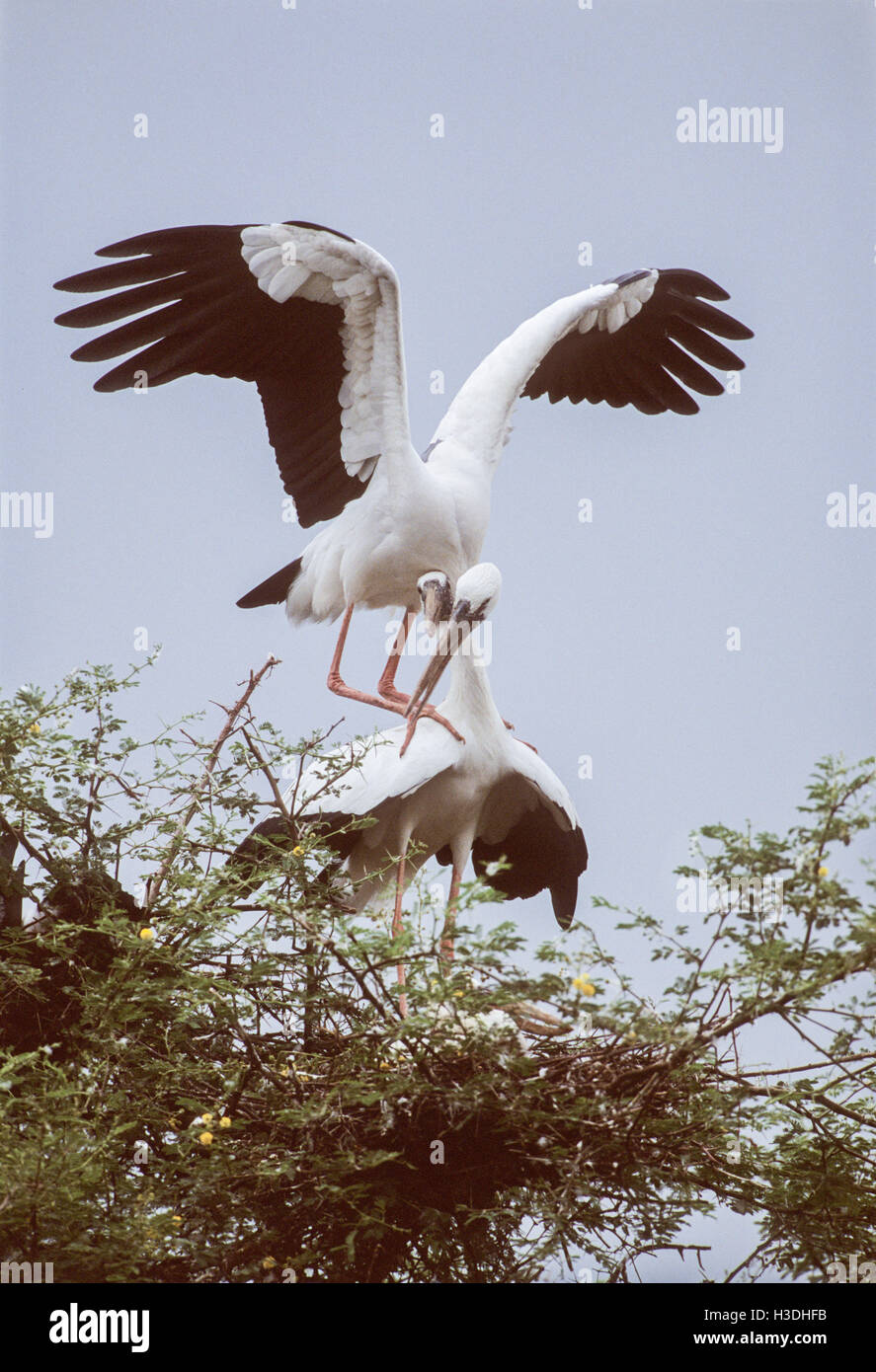 Asian Openbill Stork, (Anastomus oscitans), courtship display in ...