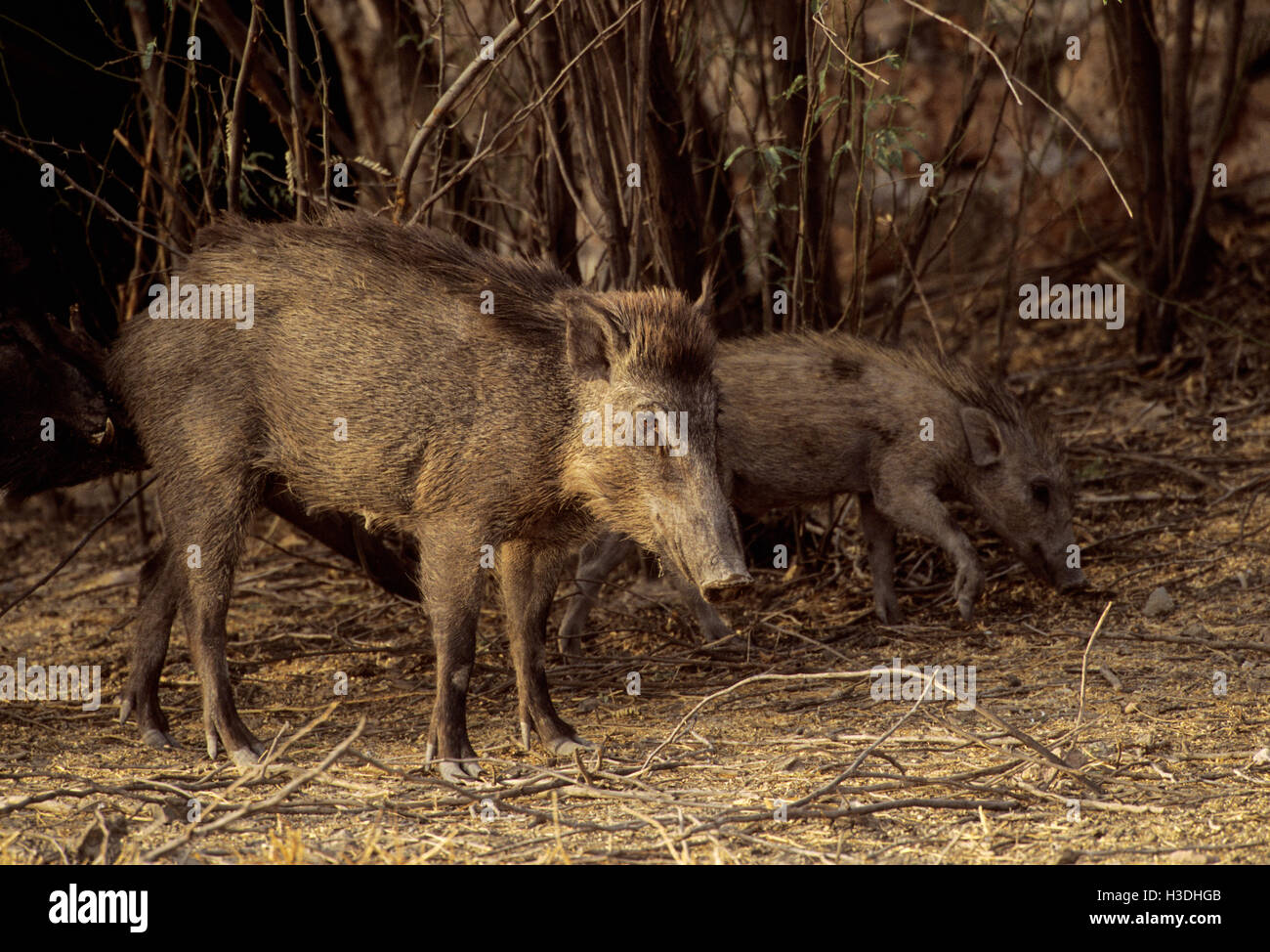 Indian Wild Boar, Sus scrofa cristatus, sow with piglet, Keoladeo Ghana ...