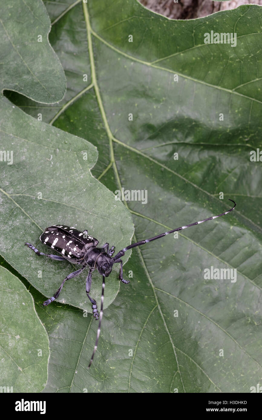Asian Long-horned Beetle (Anoplophora glabripennis) aka Asian ...