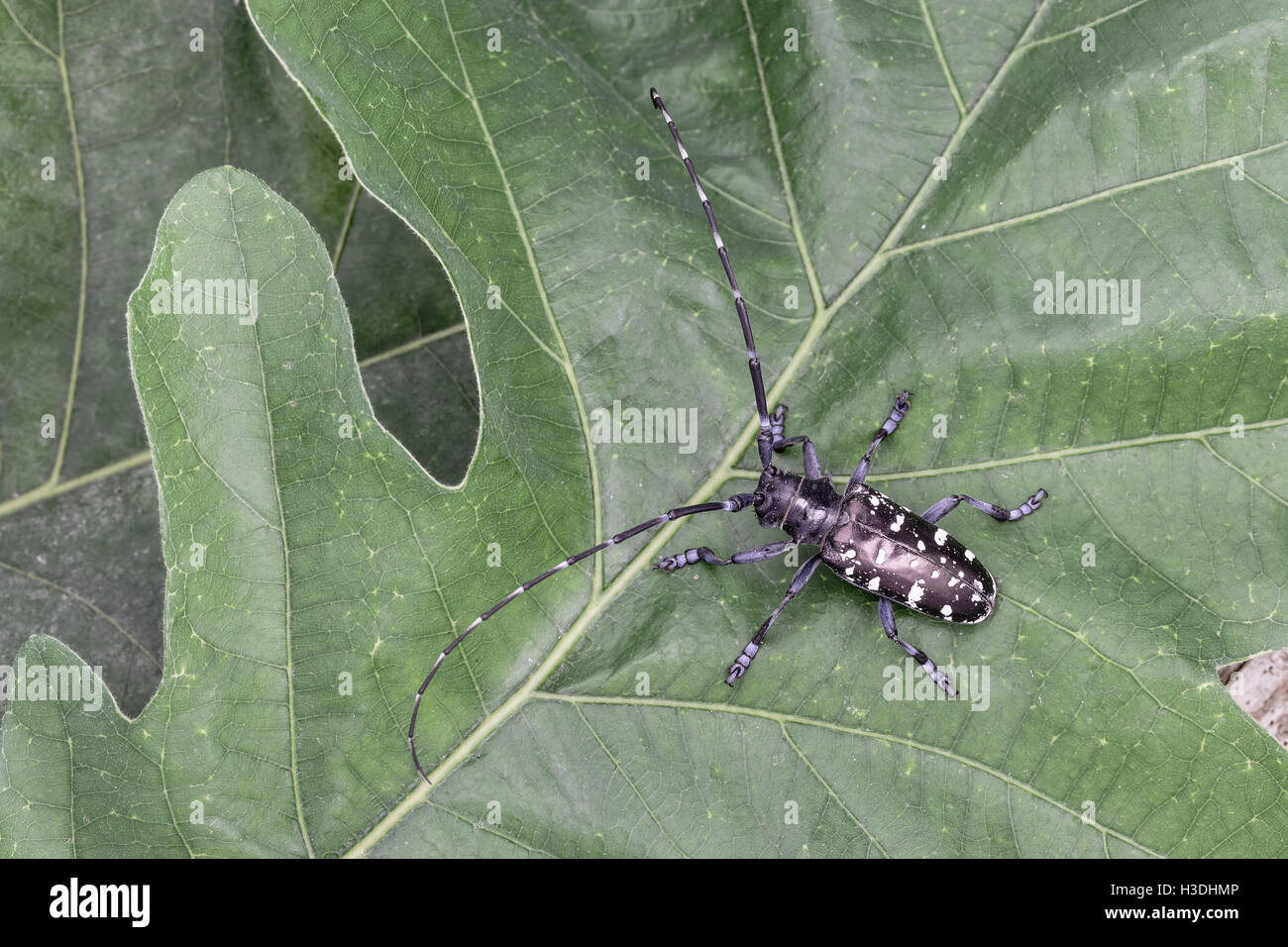 Asian Long-horned Beetle (Anoplophora glabripennis) aka Asian ...