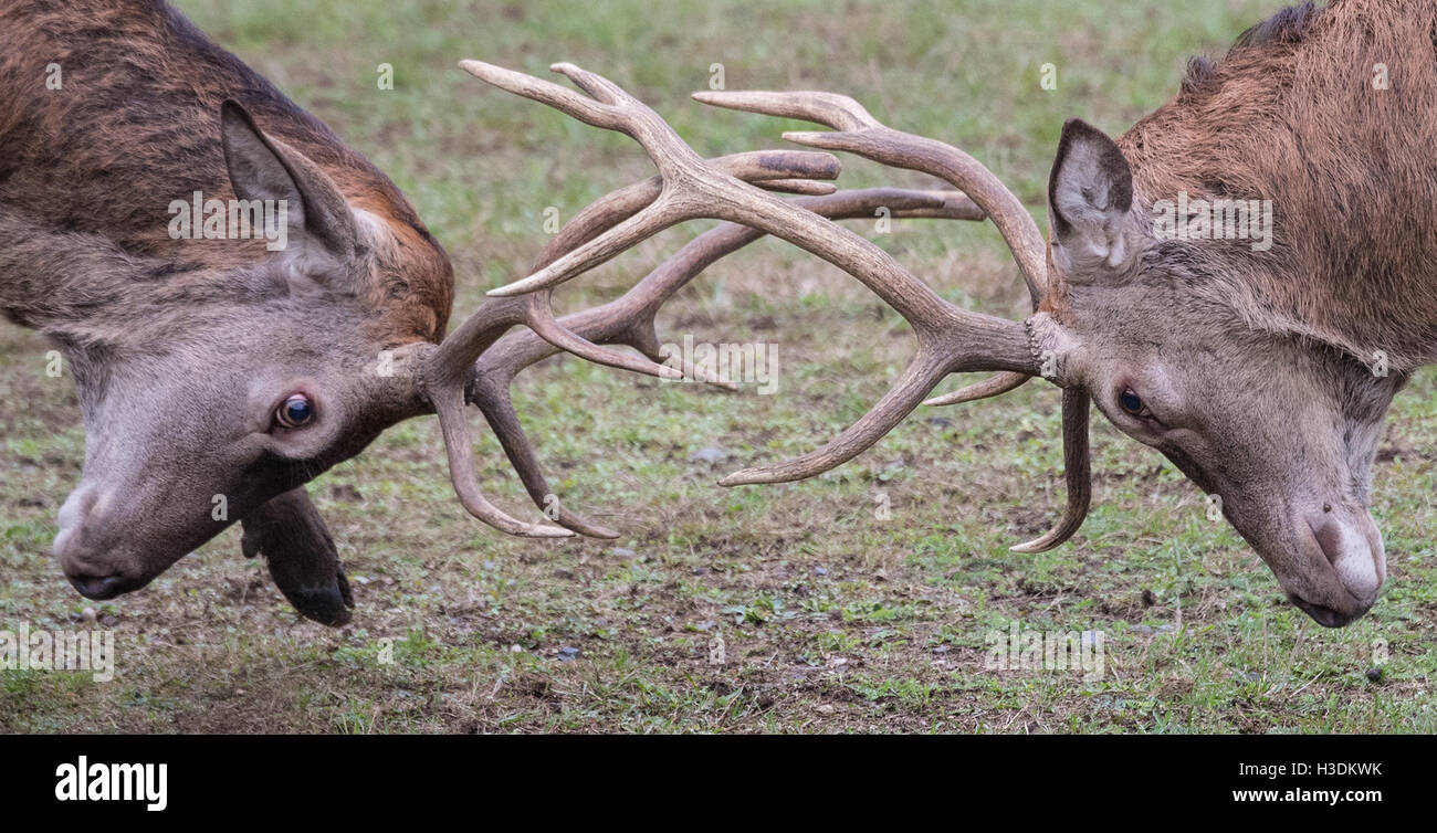 Hanau Klein-Auheim, Germany. 6th Oct, 2016. Two red deer clash antlers ...