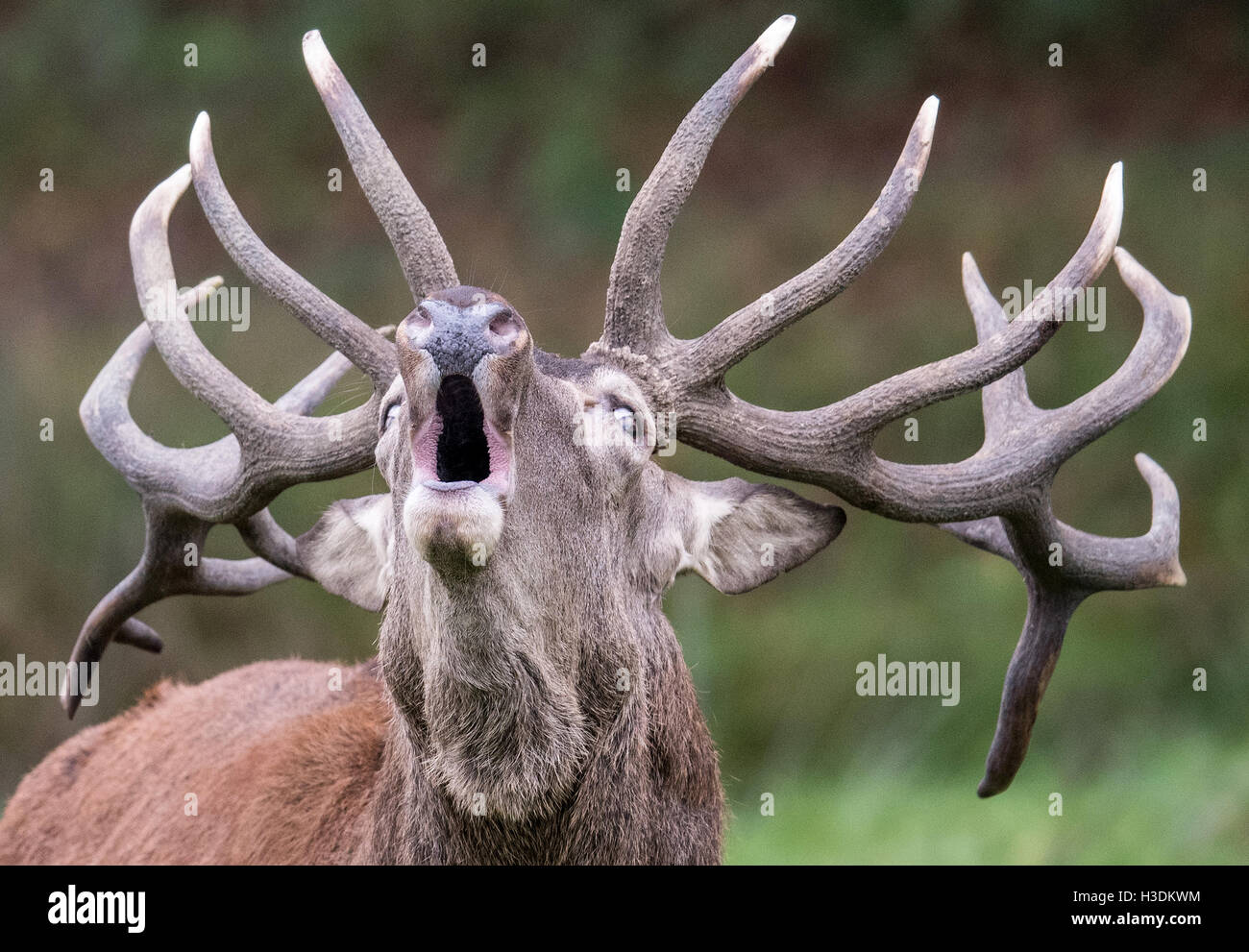 Hanau Klein-Auheim, Germany. 6th Oct, 2016. A red deer calls at the ...