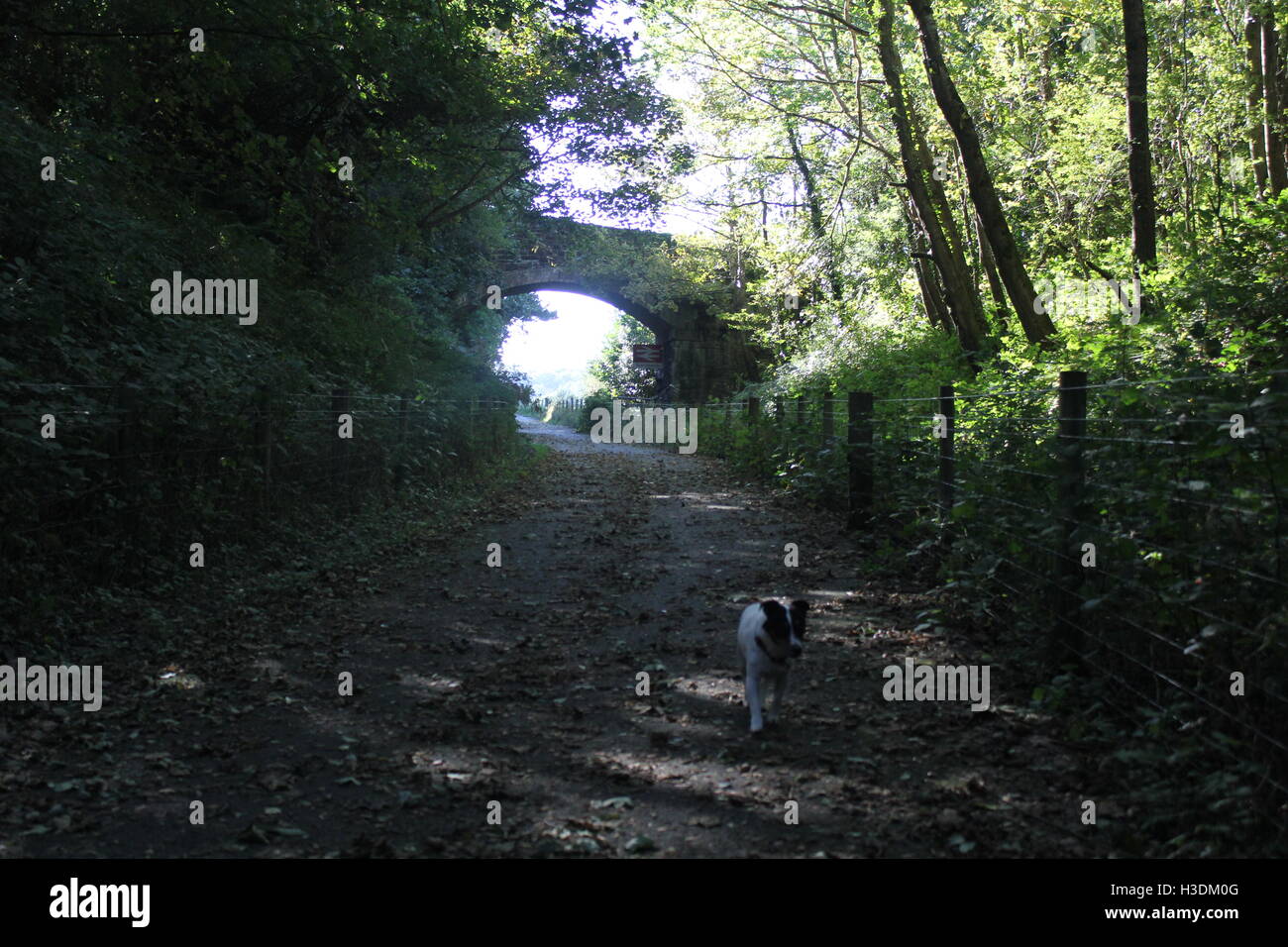 Aberystwyth, Wales, UK. 5th October, 2016. Autumn fall & a glorious ...