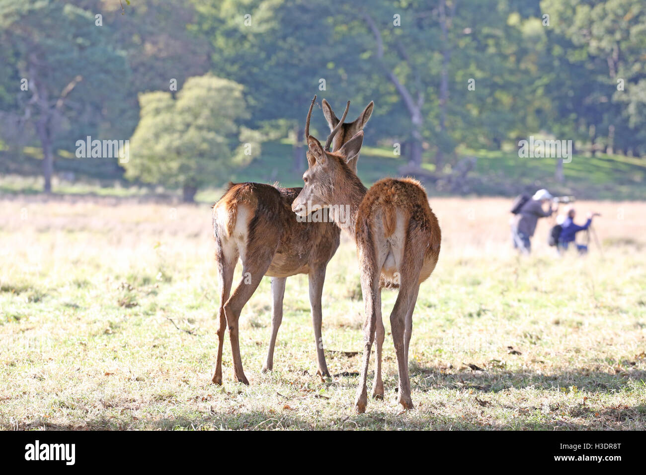 Barbara rut hi-res stock photography and images - Alamy