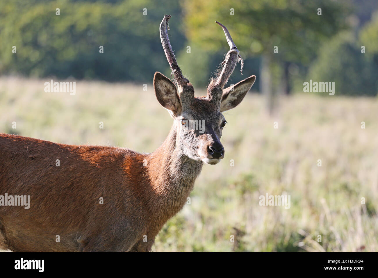 Barbara rutting hi-res stock photography and images - Alamy