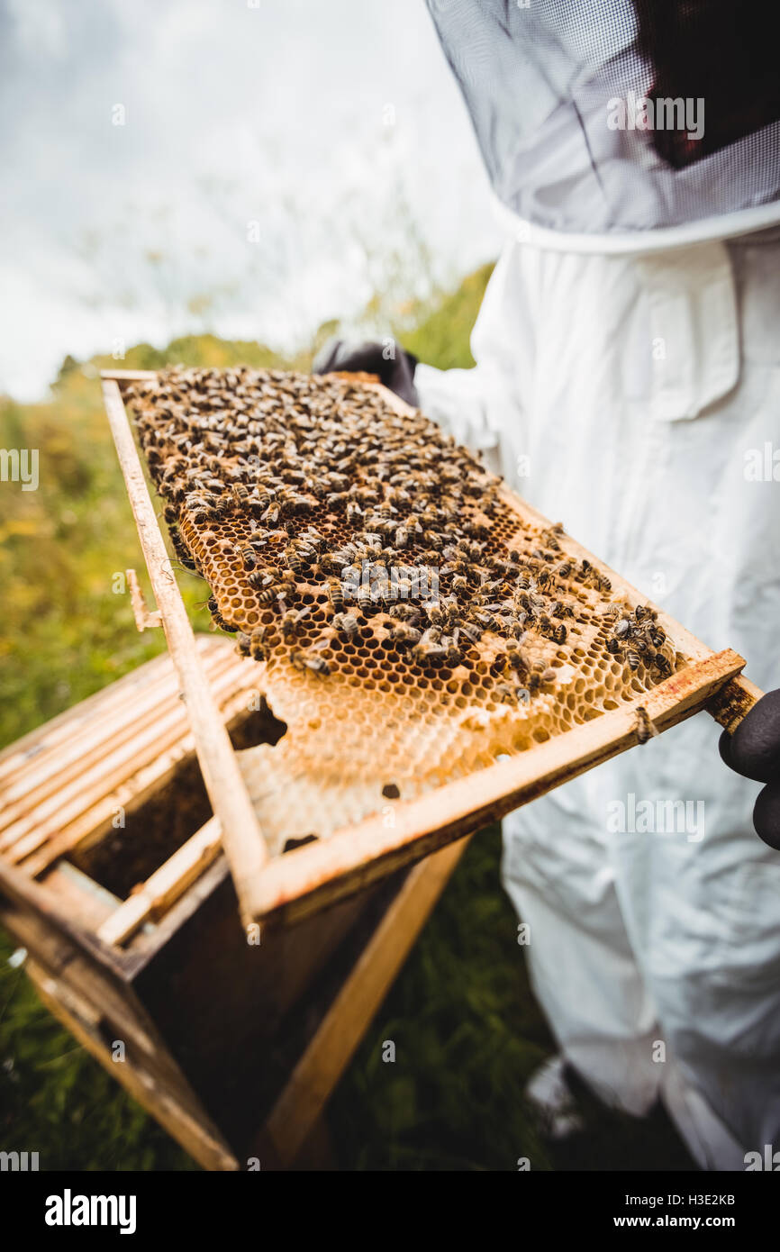 Beekeeper holding and examining beehive Stock Photo - Alamy