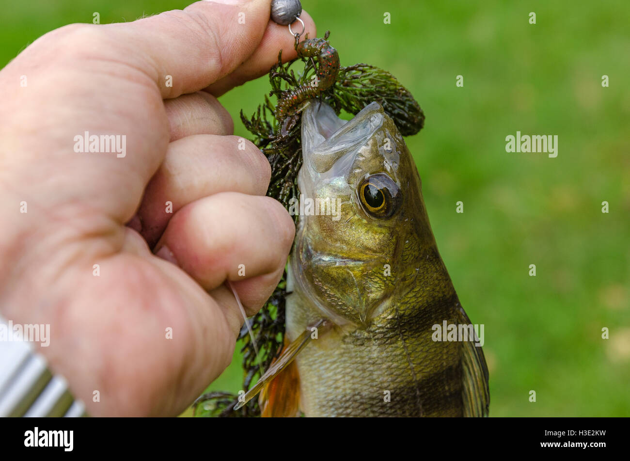 Haul of fish hi-res stock photography and images - Alamy