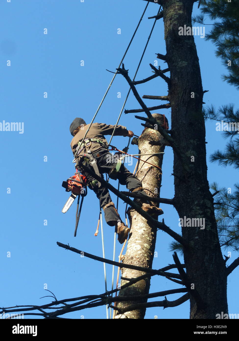 Tree service climber ascends pine tree Stock Photo - Alamy